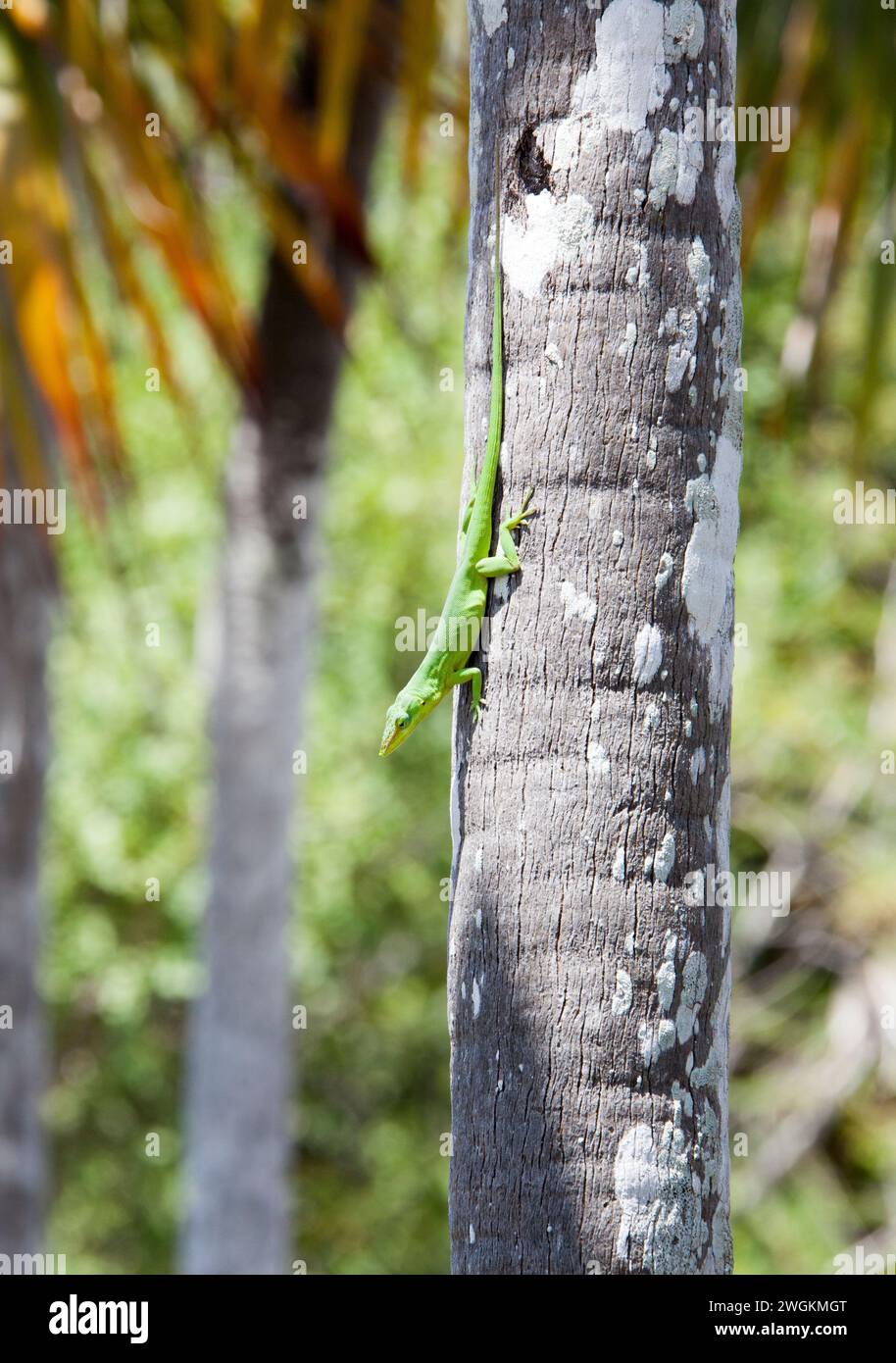 The close view of a small lizard on Little Stirrup Cay island tree ...