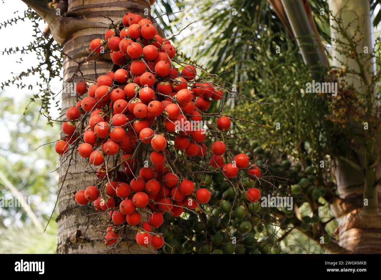 bunch of areca nut or betel nut is the fruit of the areca palm tree ...