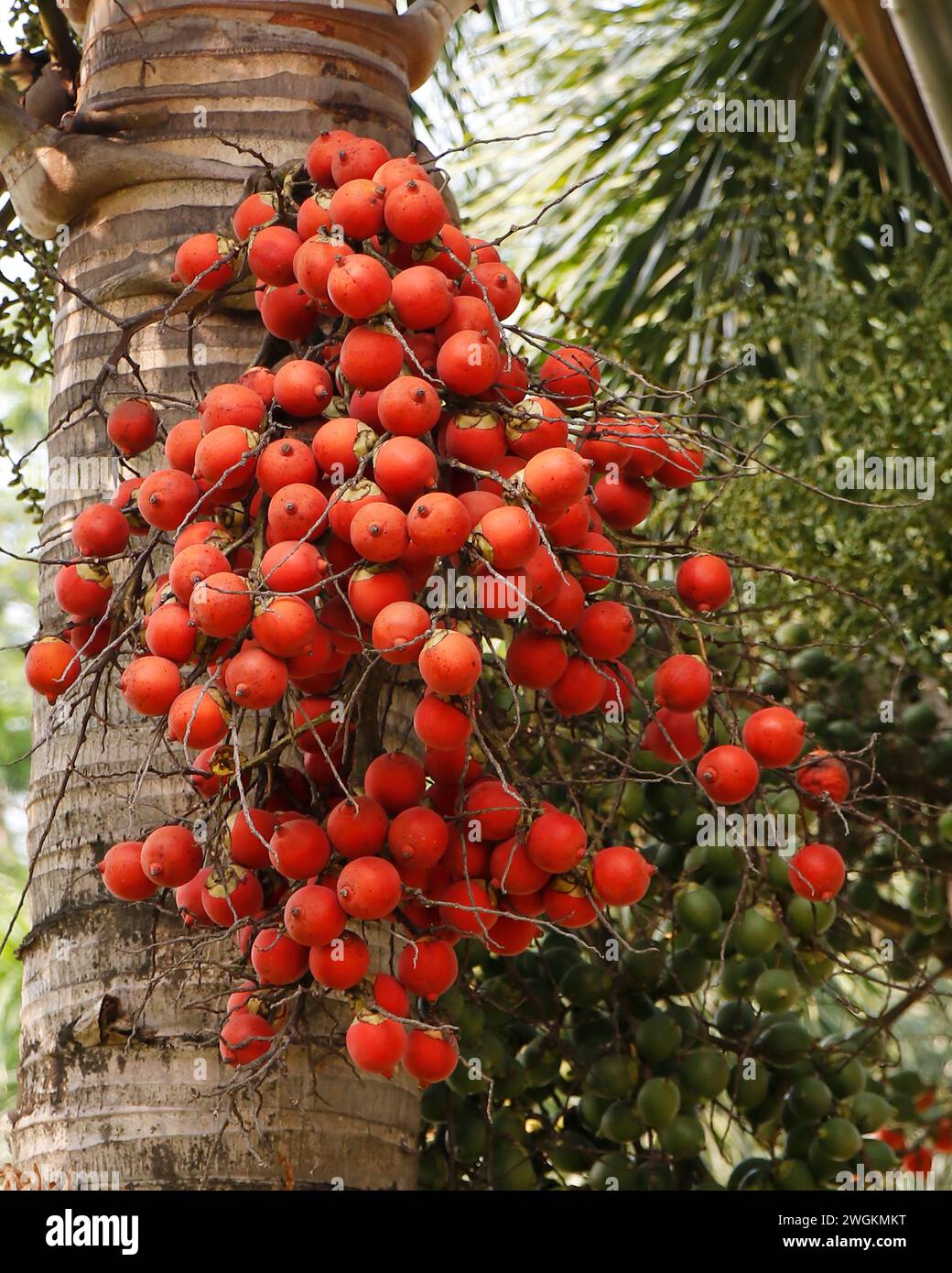 bunch of areca nut or betel nut is the fruit of the areca palm tree ...