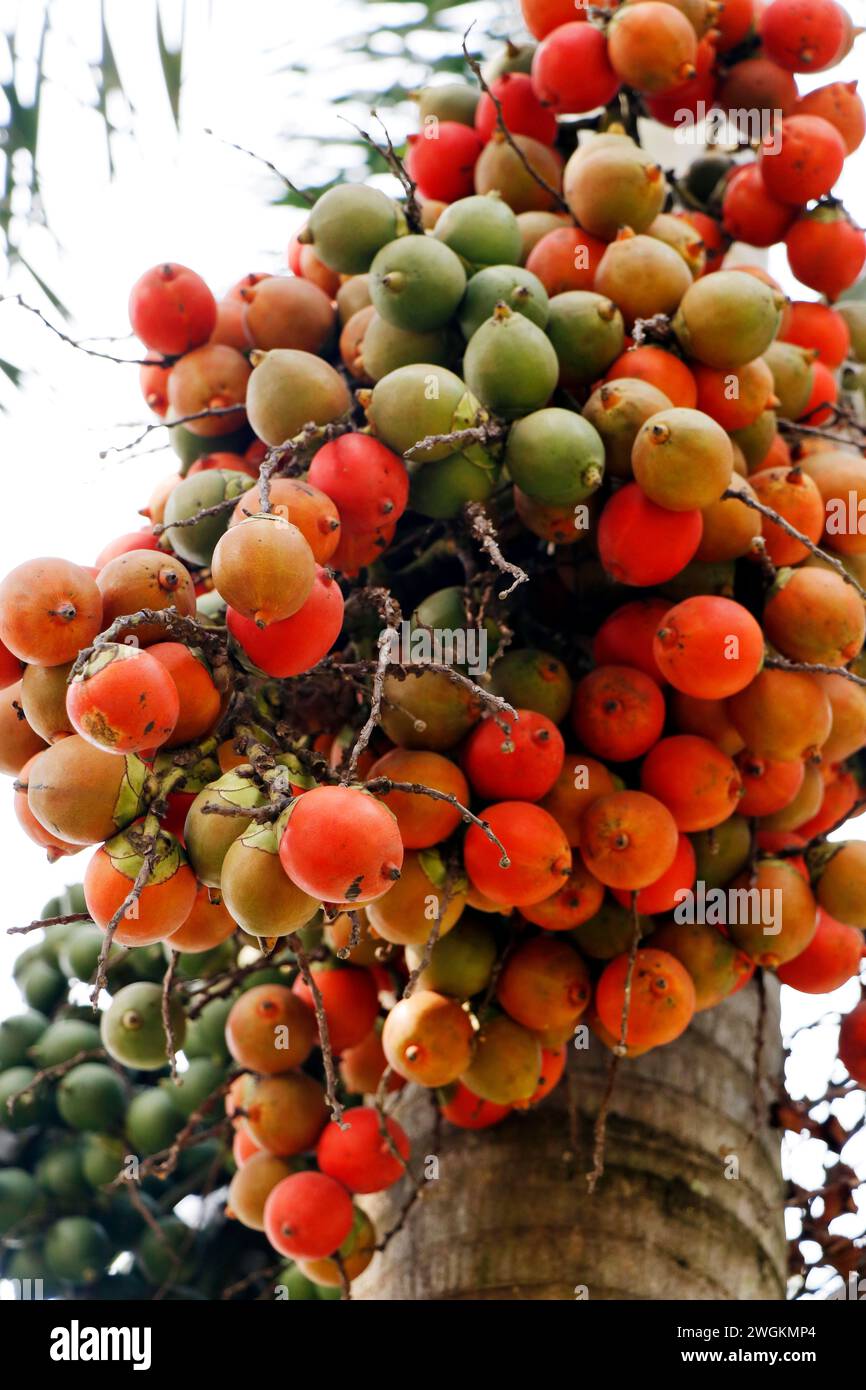 bunch of areca nut or betel nut is the fruit of the areca palm tree ...