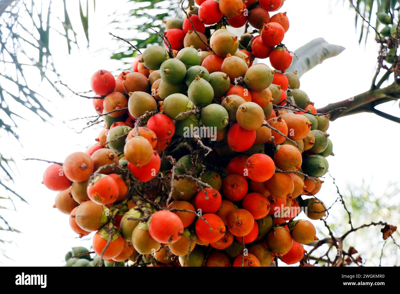 bunch of areca nut or betel nut is the fruit of the areca palm tree ...