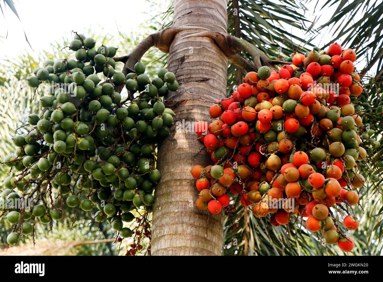 bunch of areca nut or betel nut is the fruit of the areca palm tree ...