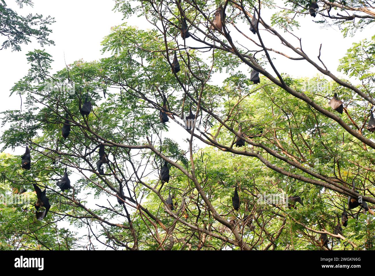 Flying fox sanctuary tree hi-res stock photography and images - Alamy