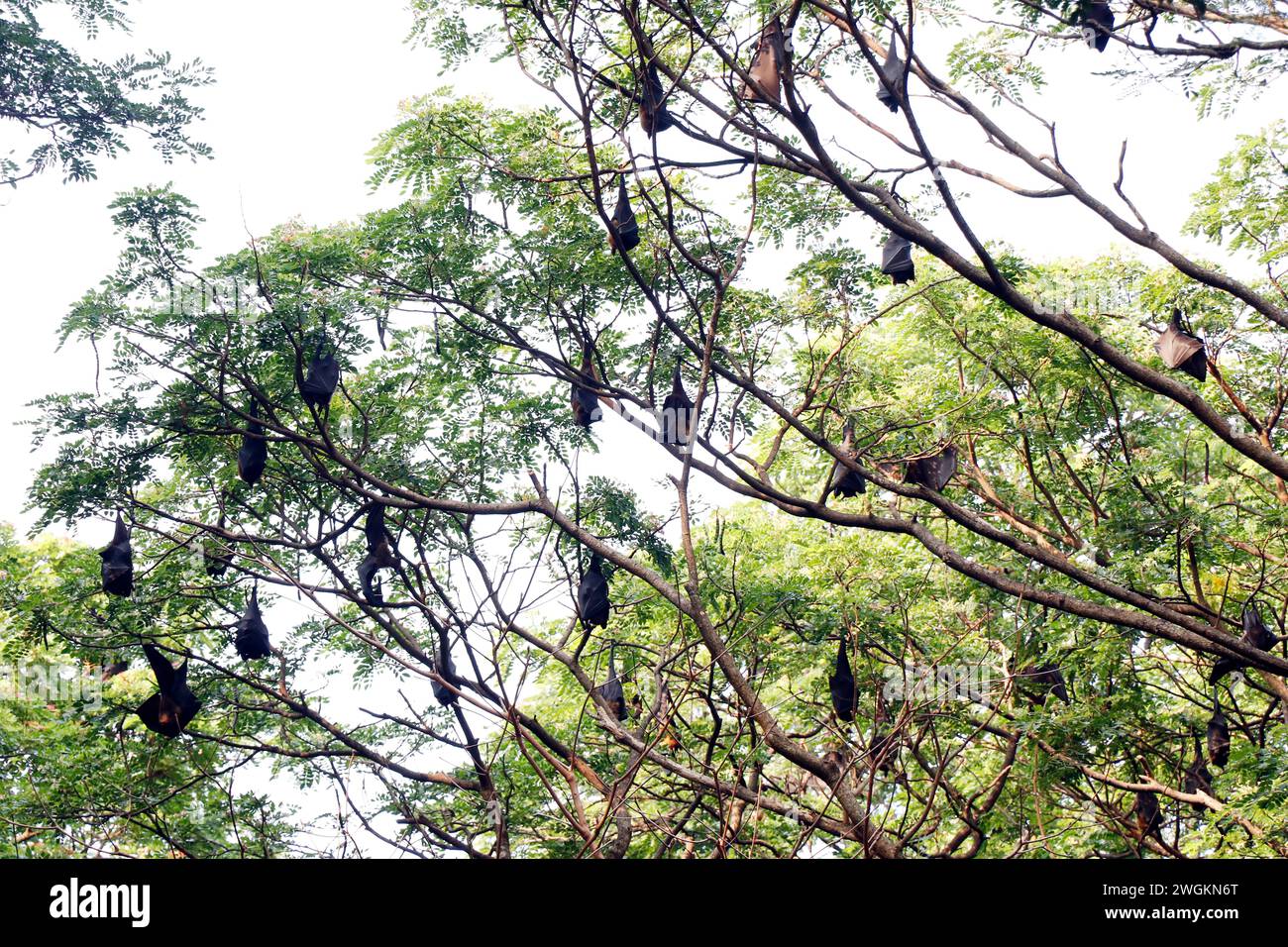 group of bat bird or flying fox hanged on a large tree Stock Photo - Alamy