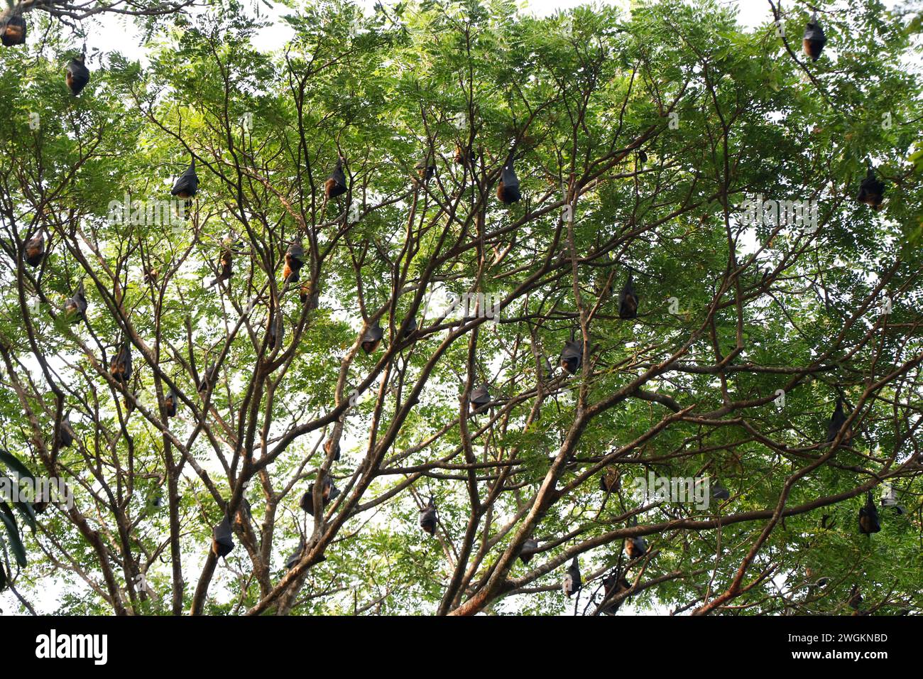 Flying fox sanctuary tree hi-res stock photography and images - Alamy
