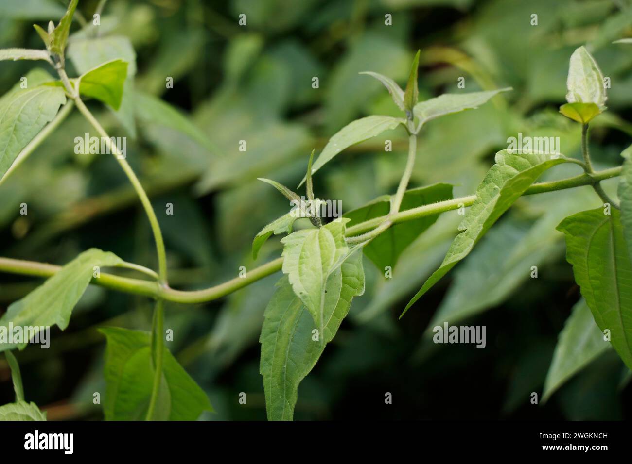 Chromolaena odorata is a tropical and subtropical species of flowering ...