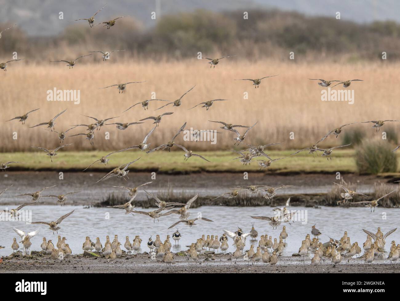 Flock of Golden plover, Pluvialis apricaria, in flight, coming in to ...