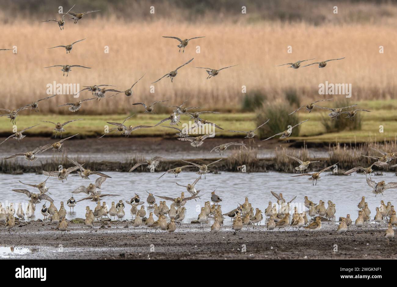 Flock of Golden plover, Pluvialis apricaria, in flight, coming in to ...
