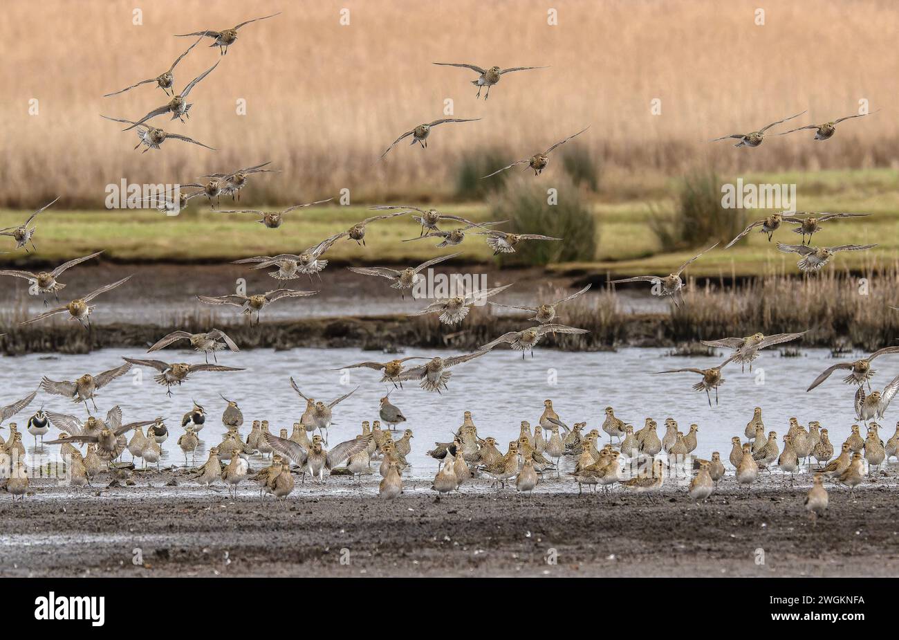 Flock of Golden plover, Pluvialis apricaria, in flight, coming in to ...