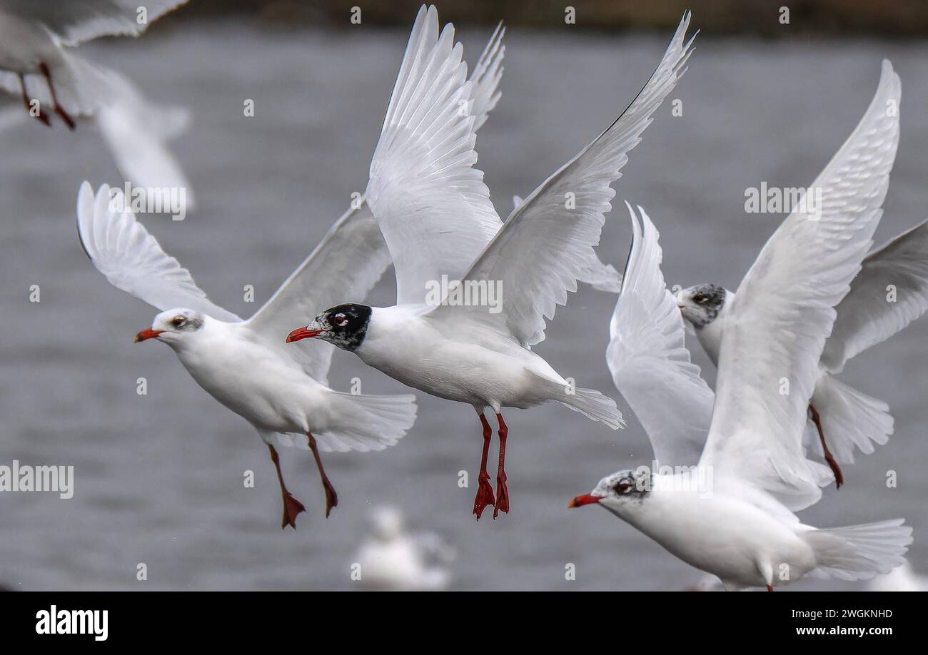 Mediterranean gull, Ichthyaetus melanocephalus, in flight, part of ...