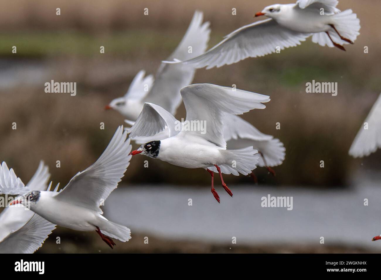 Mediterranean gull, Ichthyaetus melanocephalus, in flight, part of ...
