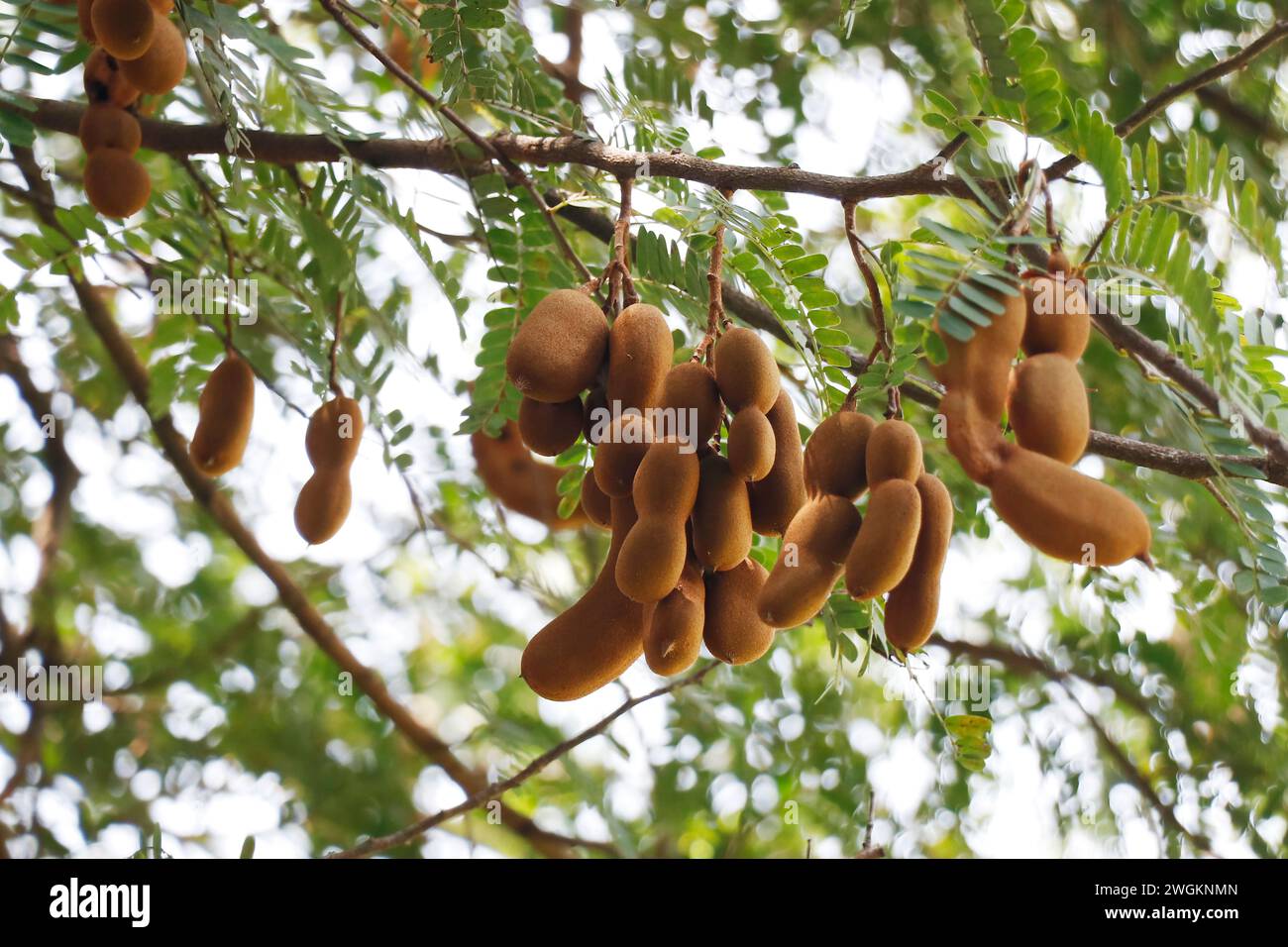 tamarind fruit hanged on its own tree also known as Imlee, Imli ...