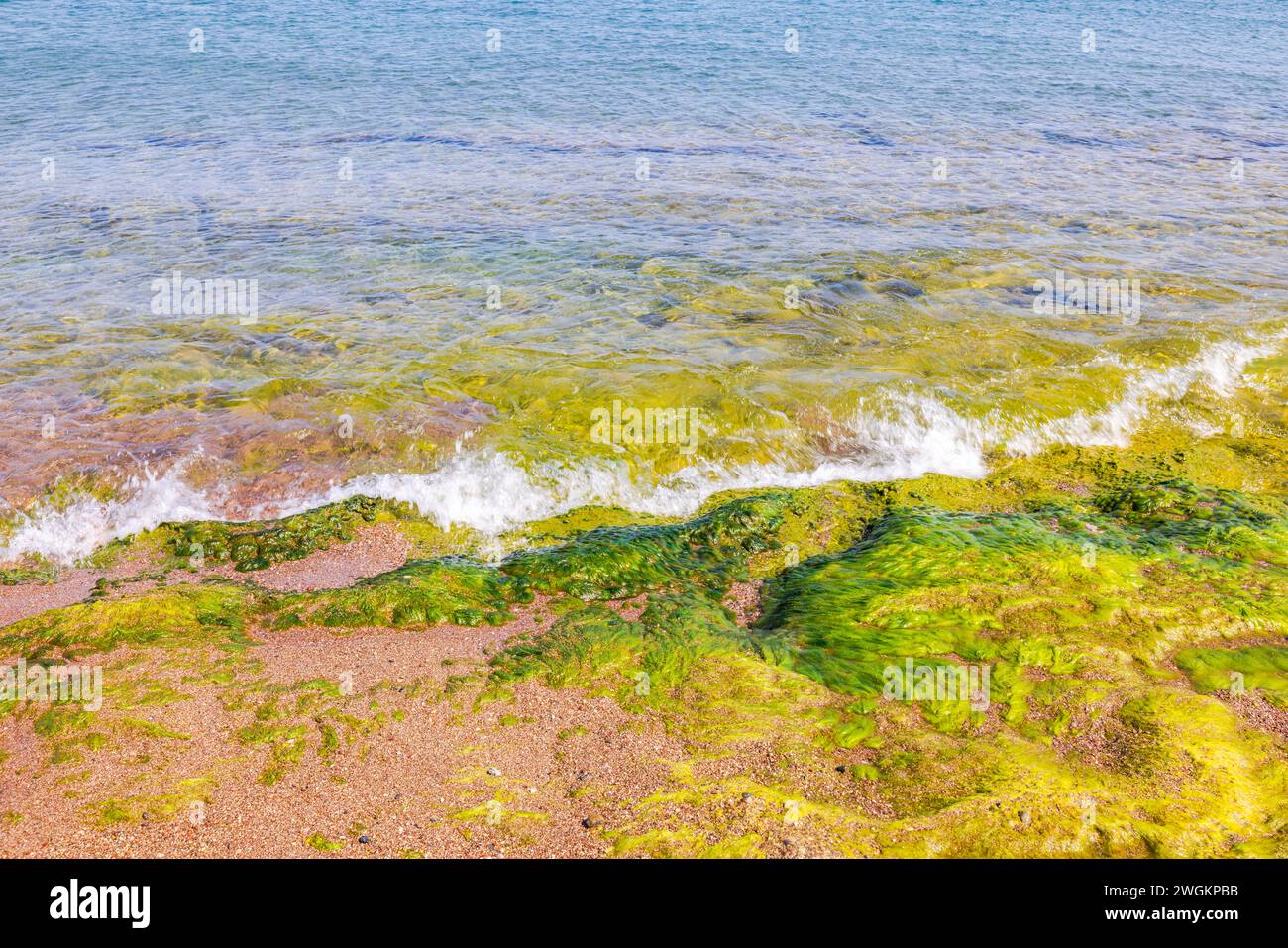Yellow green algae on water hi-res stock photography and images - Alamy