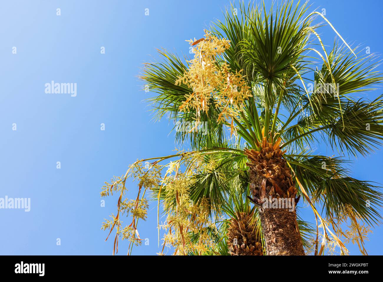 Top view date palm tree hi-res stock photography and images - Alamy
