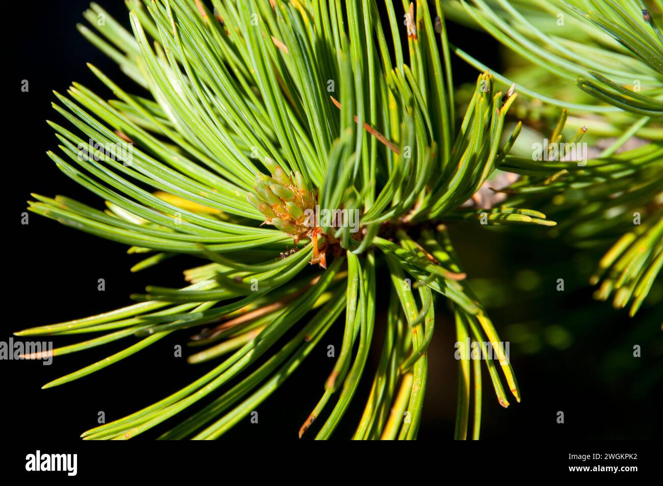 Whitebark pine (Pinus albicaulis) needles along The Lakes Lookout Trail ...