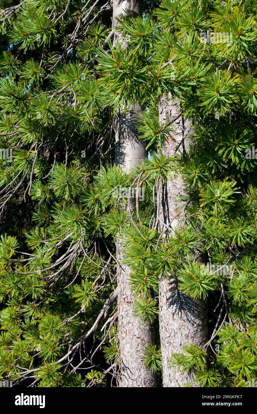 Whitebark pine (Pinus albicaulis) along The Lakes Lookout Trail ...