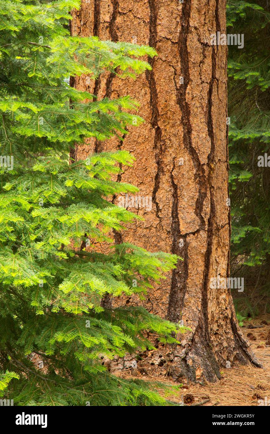 Ponderosa pine (Pinus ponderosa), Volcanic Legacy Scenic Byway, Winema ...