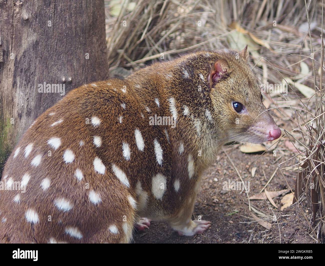 White spots on tail hi-res stock photography and images - Alamy