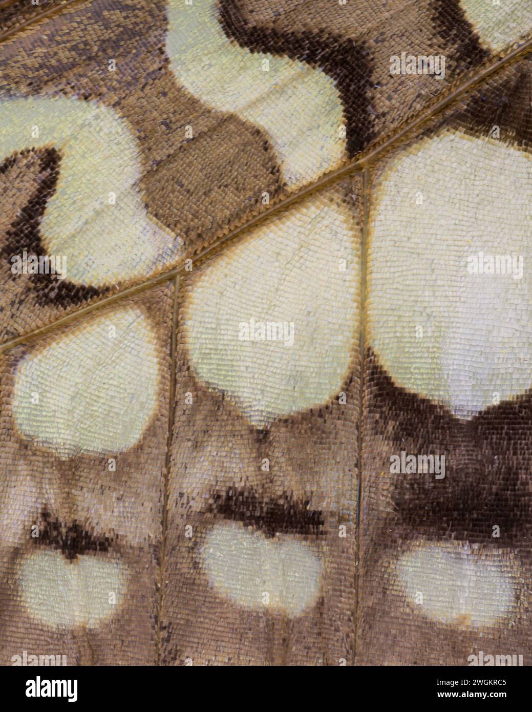 Closeup of the wings of a moth butterfly forms abstract textured ...