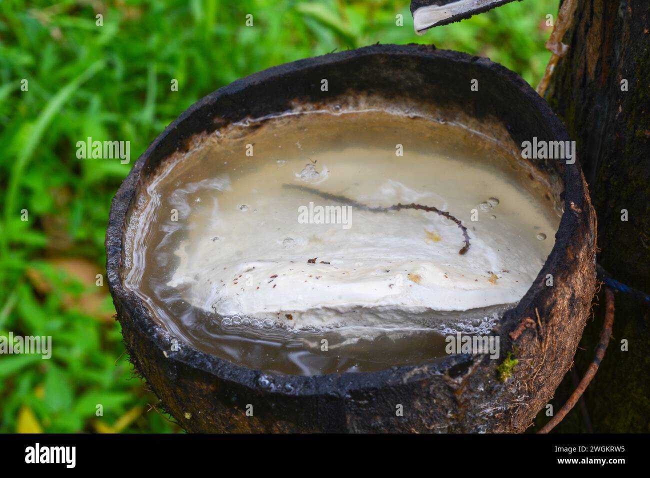 Latex is extracted from natural rubber rubber tree sources, Indonesia ...