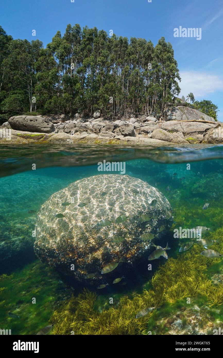 Rocky coast with Eucalyptus trees and a boulder with fish underwater in ...