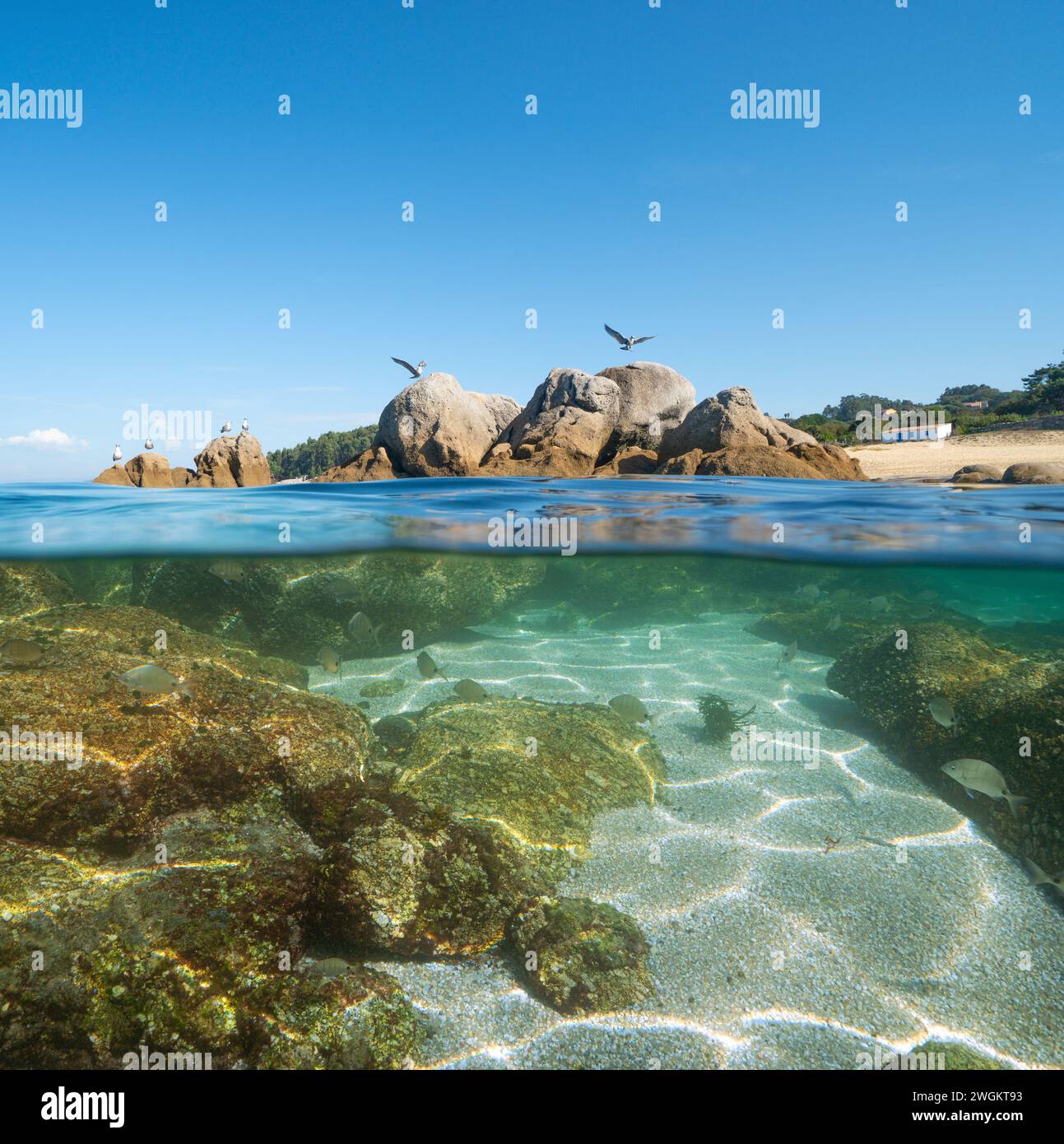 Seascape of the Eastern Atlantic ocean in Spain, gulls on rocks with ...