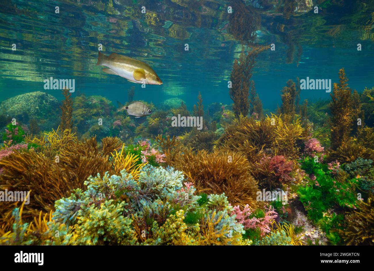 Seaweed below water surface, underwater seascape in the Eastern ...