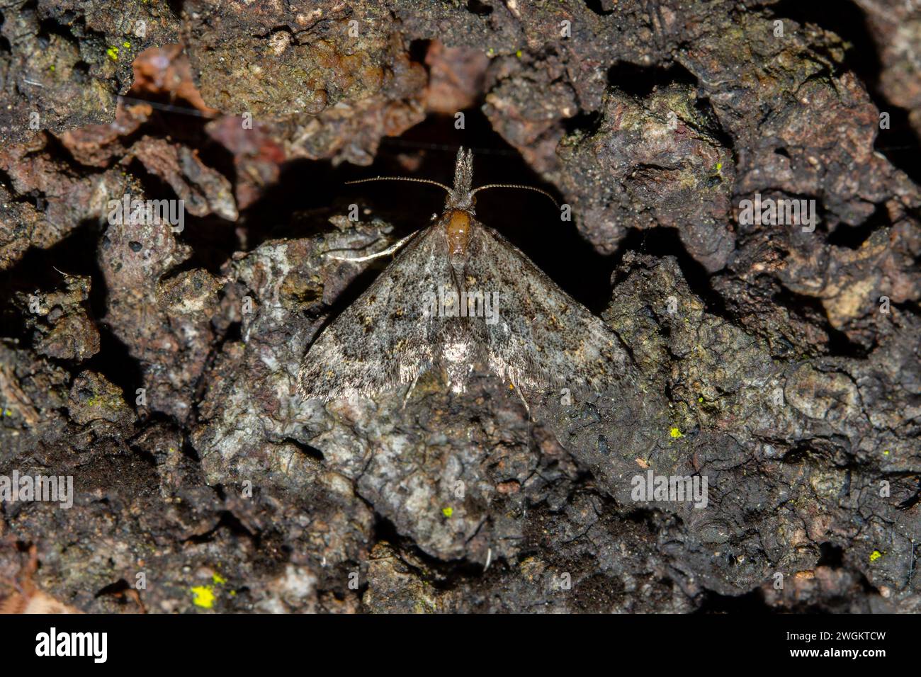 Pyraloid moth hi-res stock photography and images - Alamy