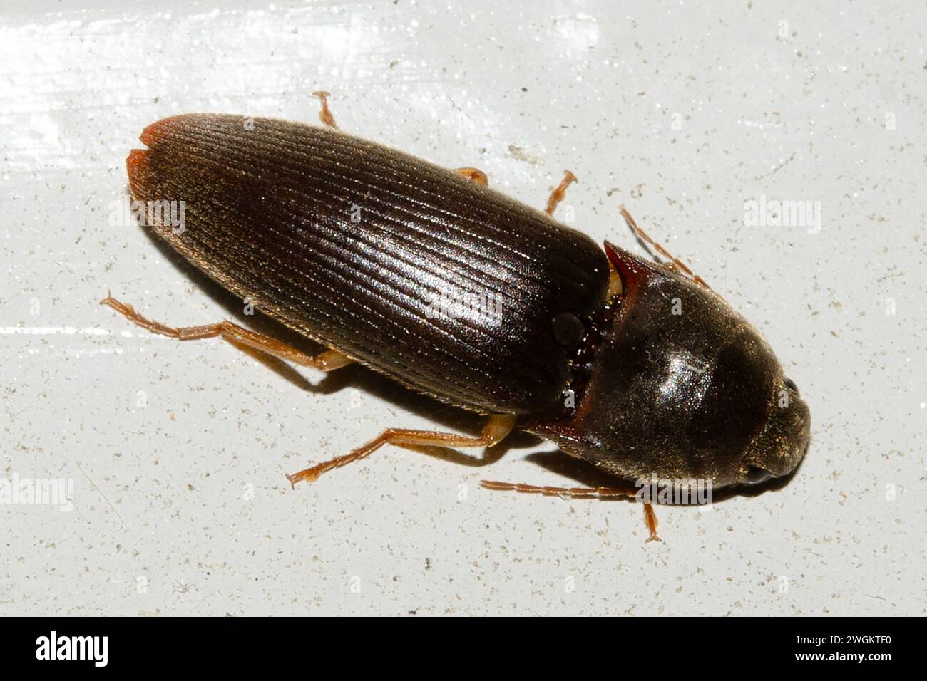 Click Beetle, Elateridae Family, Nelson, South Island, New Zealand ...
