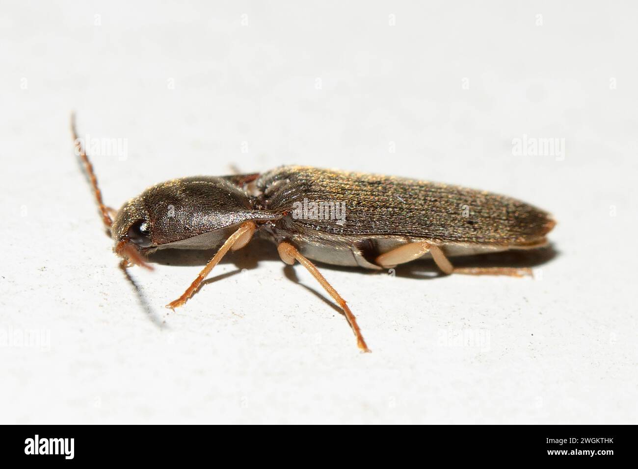 Click Beetle, Elateridae Family, Nelson, South Island, New Zealand ...