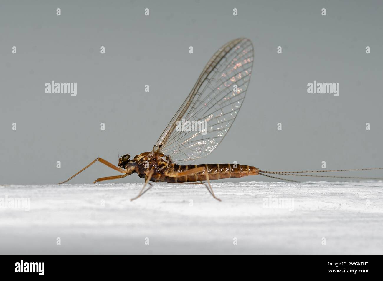 Mayfly The Magic Of Mayflies