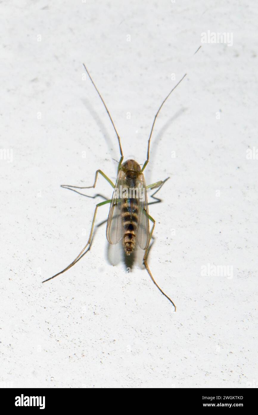 Chironomus hi-res stock photography and images - Alamy