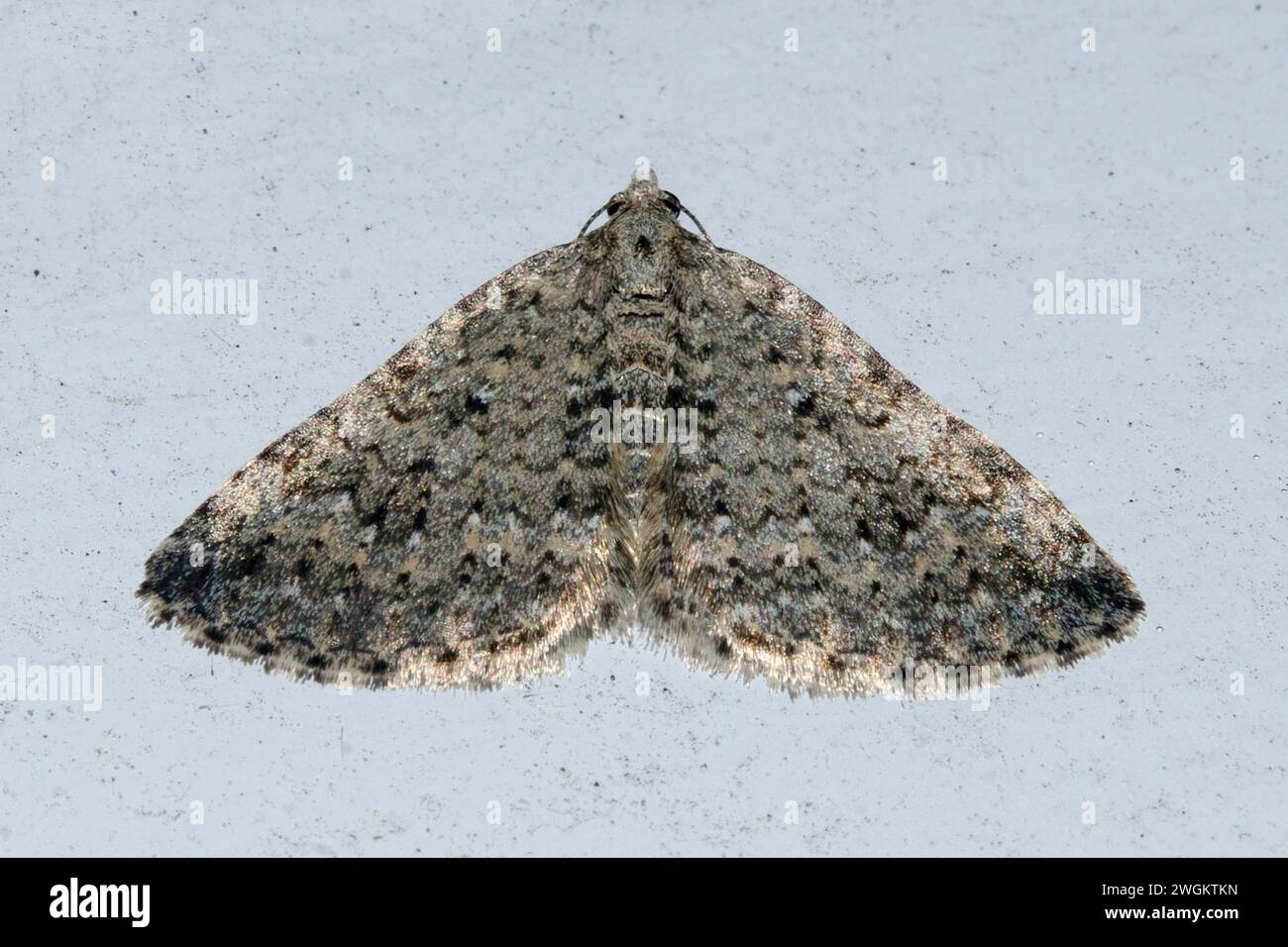 New zealand moth hi-res stock photography and images - Alamy
