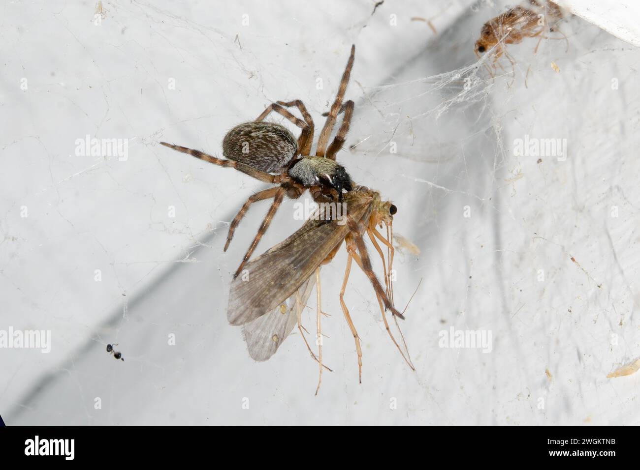 House Spider, Badumna longinqua, with Caddisfly prey, Hydropsyche sp ...