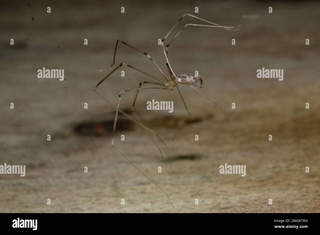 Cellar Spider, Pholcus phalangioides, Nelson, South Island, New Zealand ...