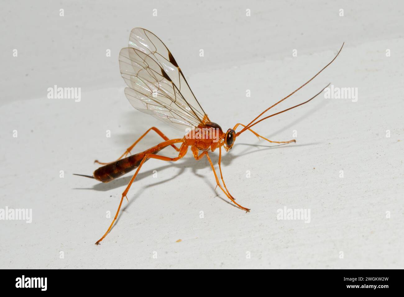 Orange Ichneumonid Wasp, Netelia producta, Nelson, South Island, New ...