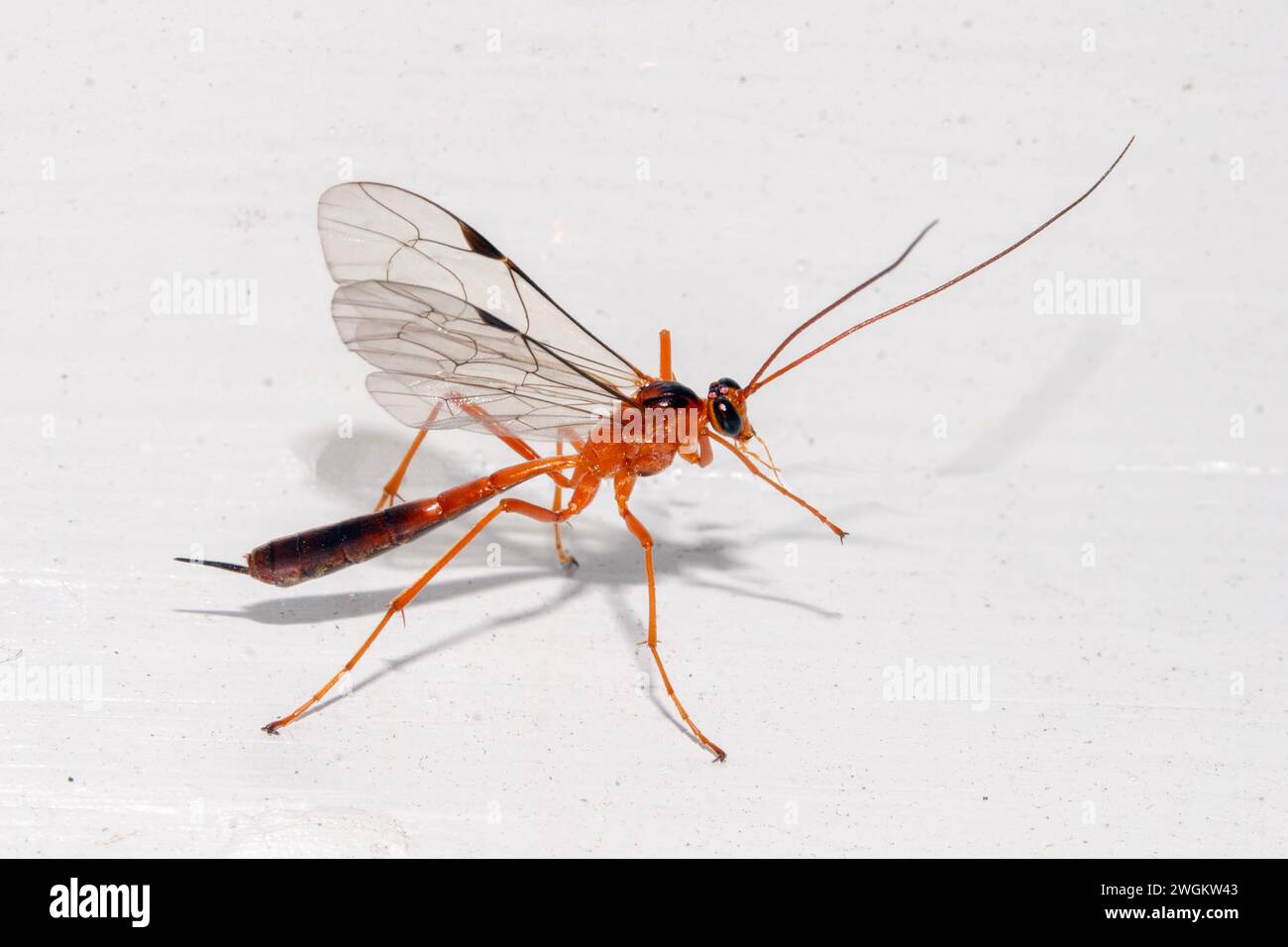 Orange Ichneumonid Wasp, Netelia producta, Nelson, South Island, New ...