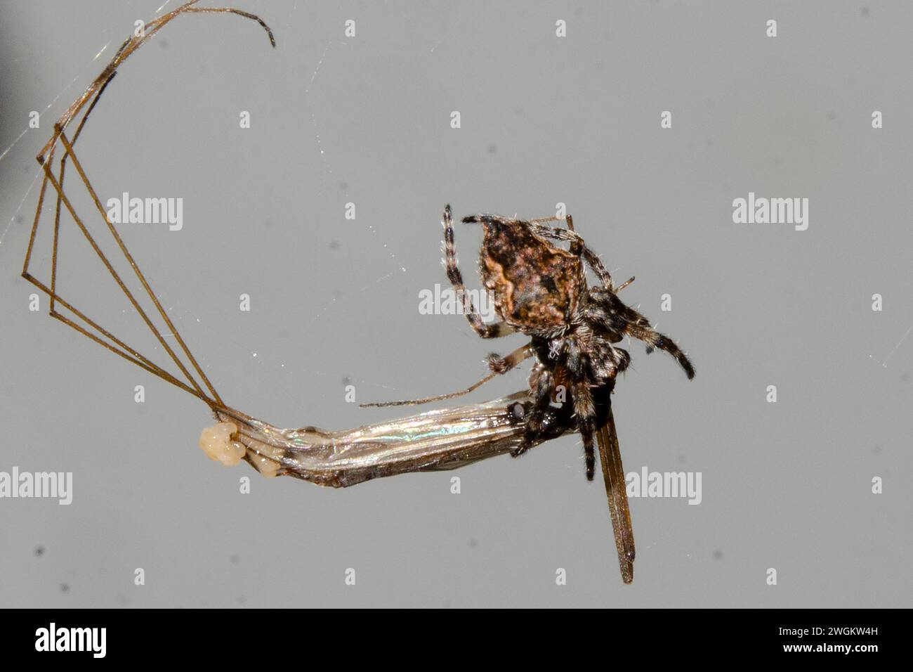 Garden Orbweb Spider, Socca pustulosa, with prey, Nelson, South Island ...