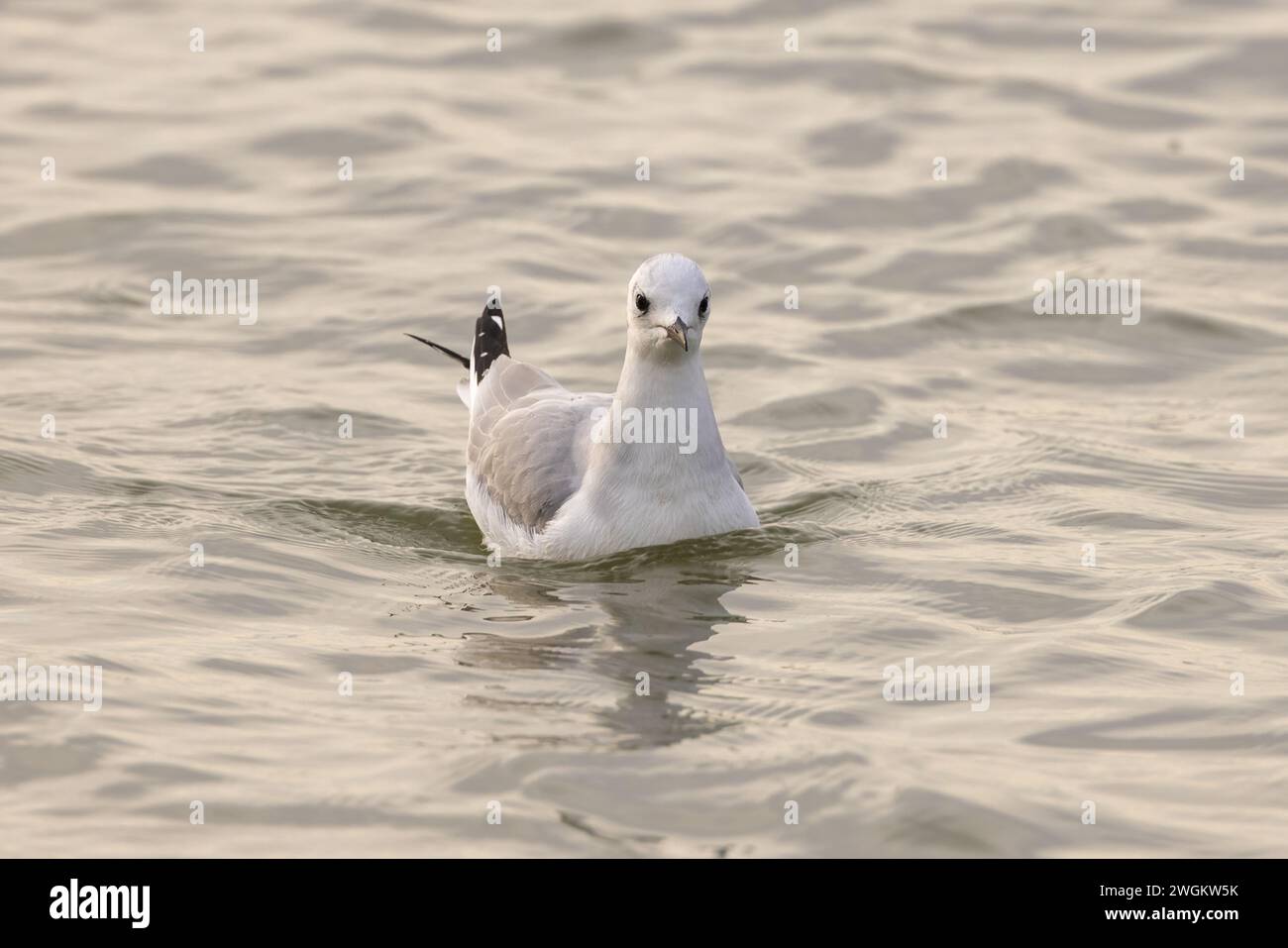 Bonaparte’s gull hi-res stock photography and images - Alamy