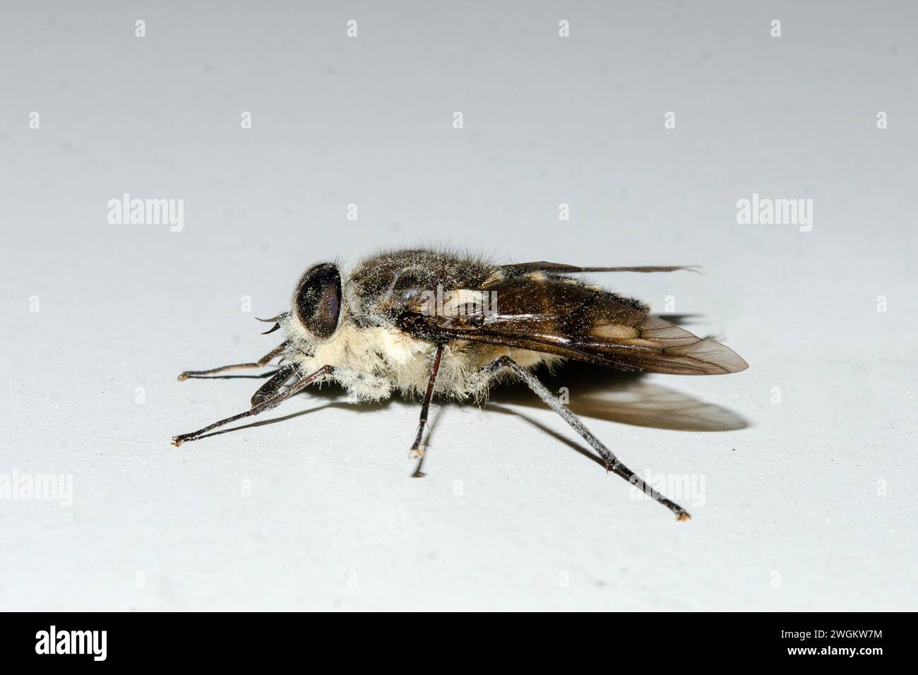 Bush Gadfly, Scaptia adrel, unlike tropical varieties this Tabanid is ...