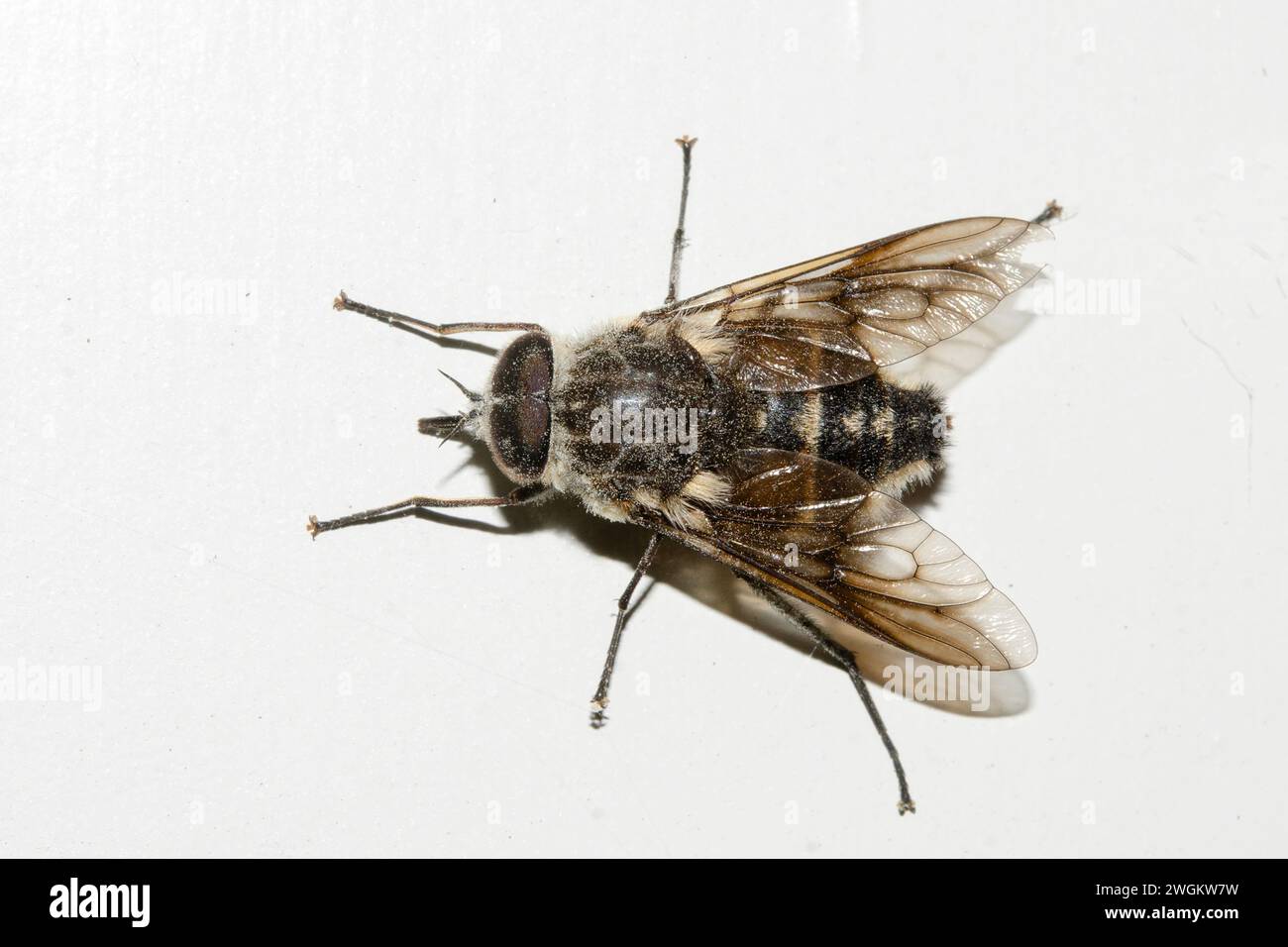 Bush Gadfly, Scaptia adrel, unlike tropical varieties this Tabanid is ...