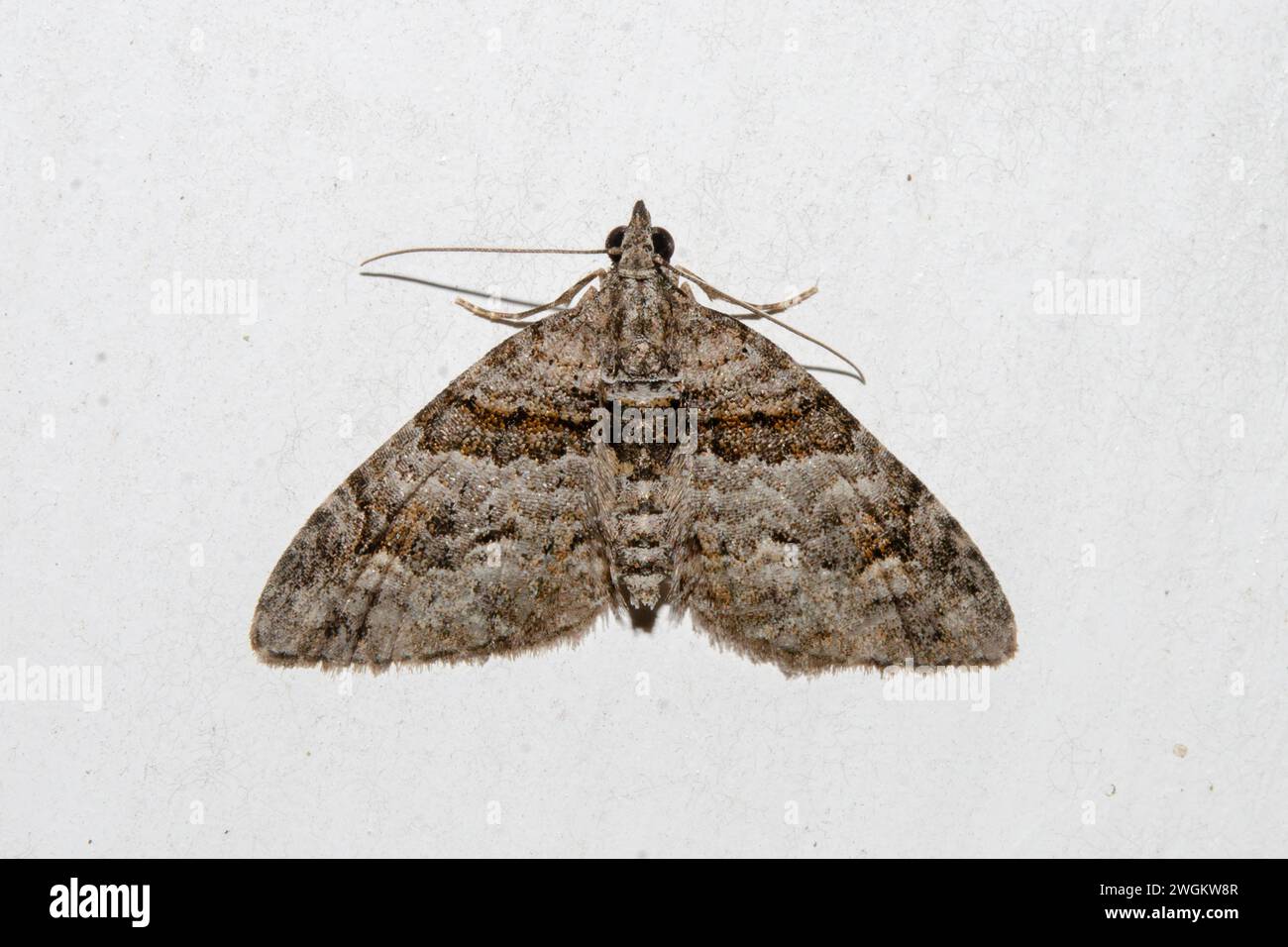 Apple looper hi-res stock photography and images - Alamy