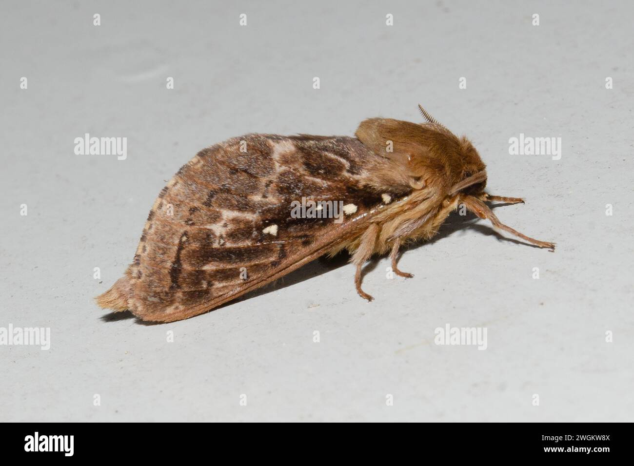 New zealand moth hi-res stock photography and images - Alamy