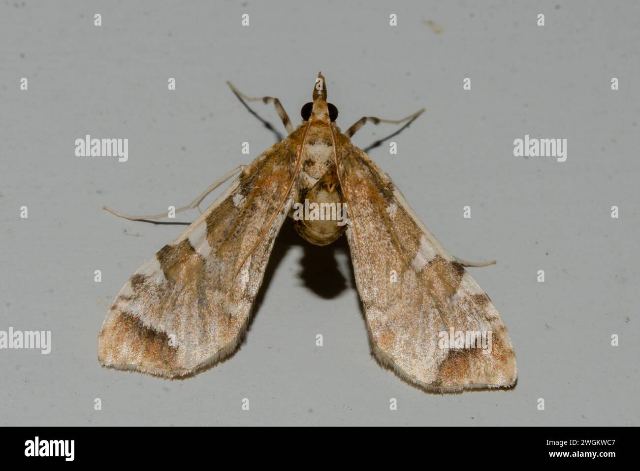 Poroporo Fruit Borer, Leucinodes cordalis, Nelson, South Island, New ...