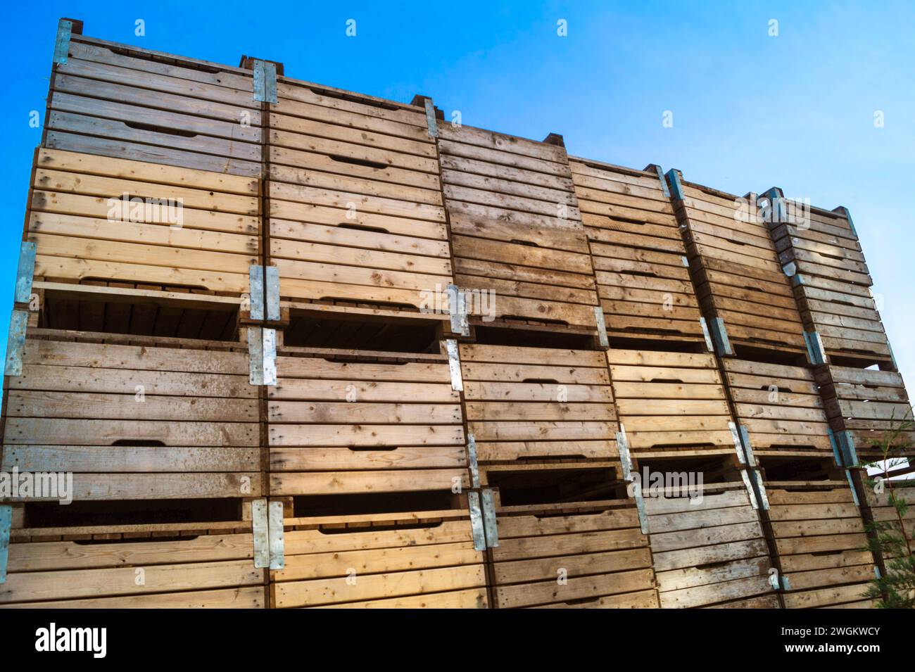 apple tree (Malus domestica), wooden boxes for storing apples in an ...