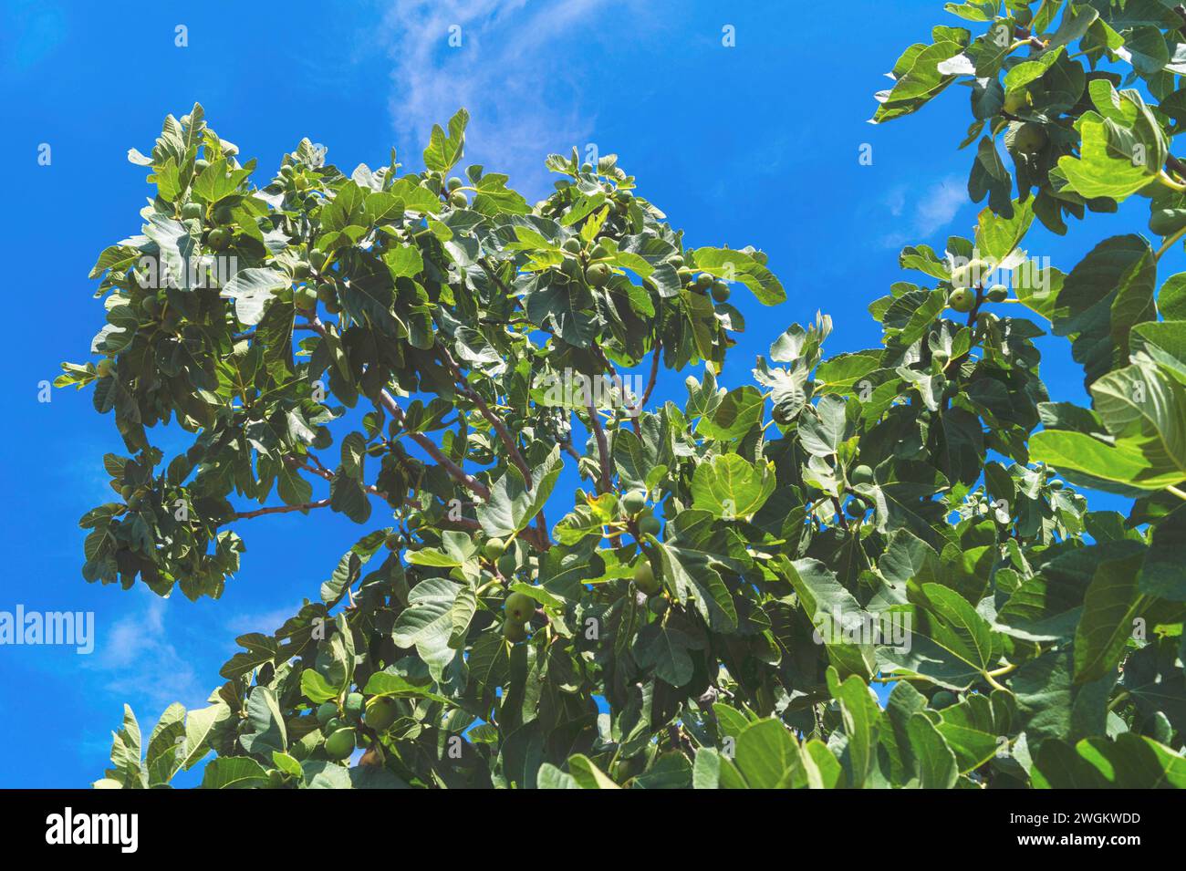 Edible fig, Common fig, Figtree (Ficus carica), figs on a tree Stock ...