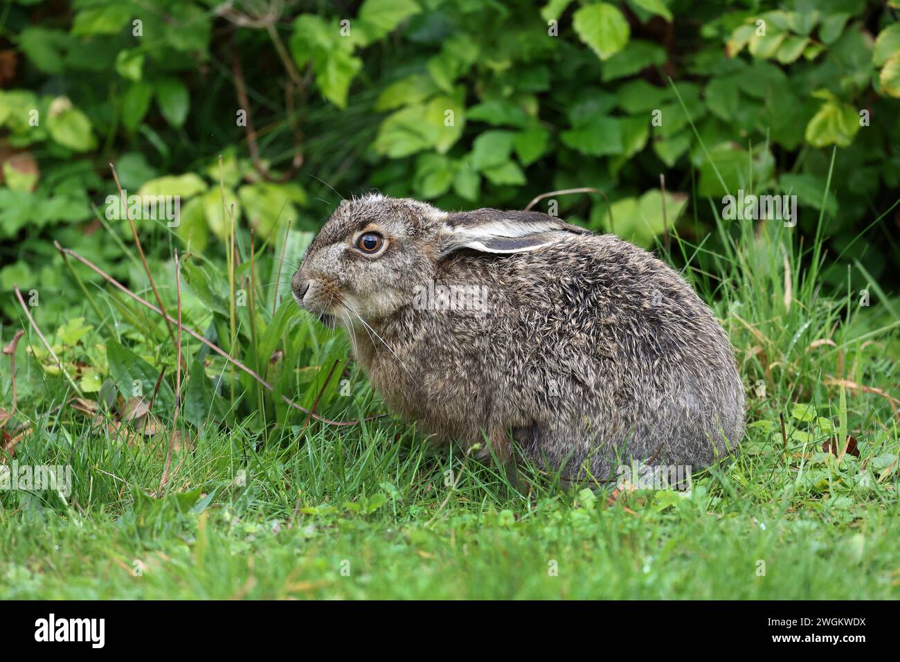 European hare, Brown hare (Lepus europaeus), sitting on the edge of the ...