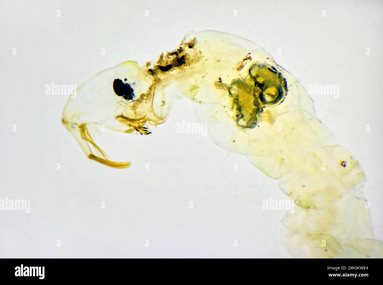 Phantom midge (Chaoborus spec.), head of a Mosquito larva, microscope ...