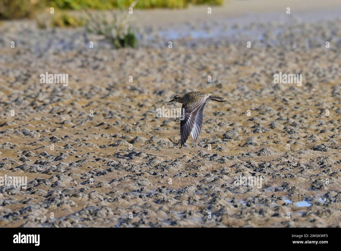 European golden plover, Eurasian golden plover, Golden plover ...