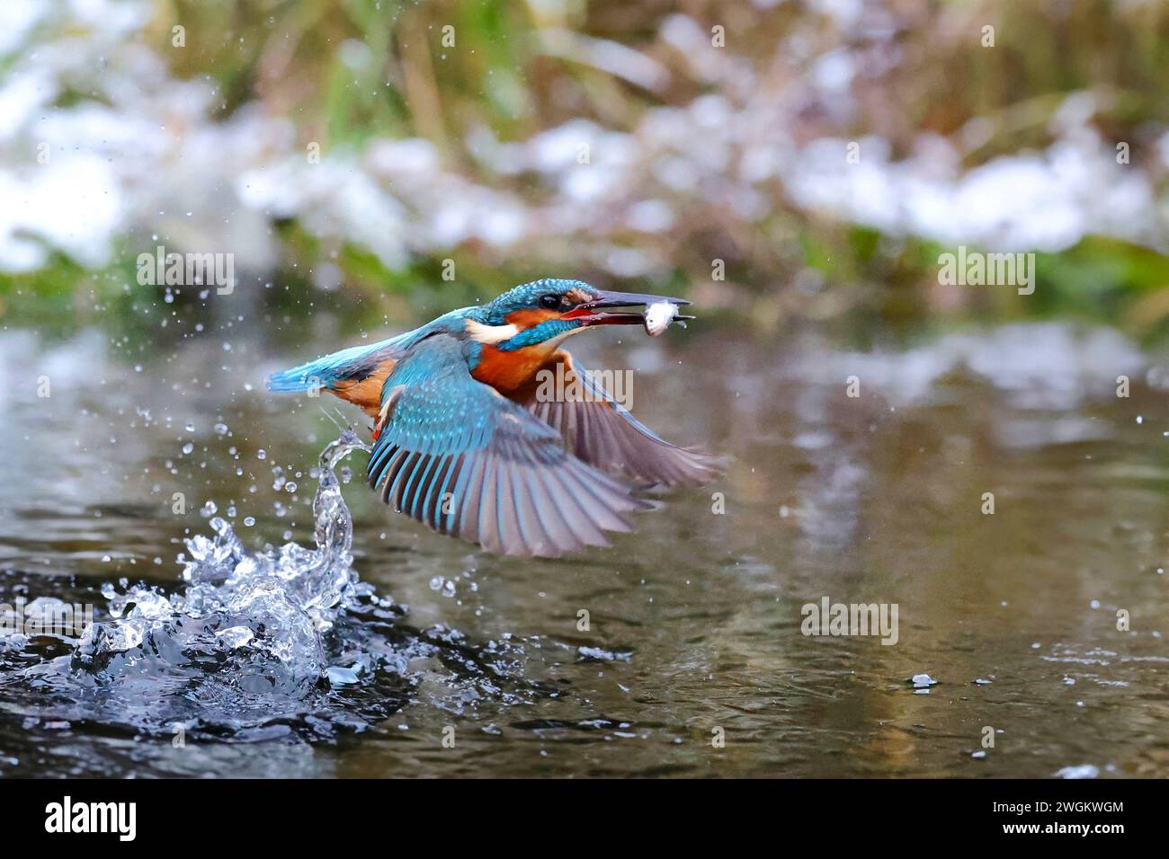 river kingfisher (Alcedo atthis), male with a captured Moderlieschen in ...